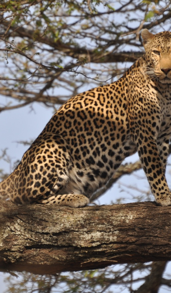 Leopard Wallpaper -- HD Wallpapers of Leopards! - Application sur ...