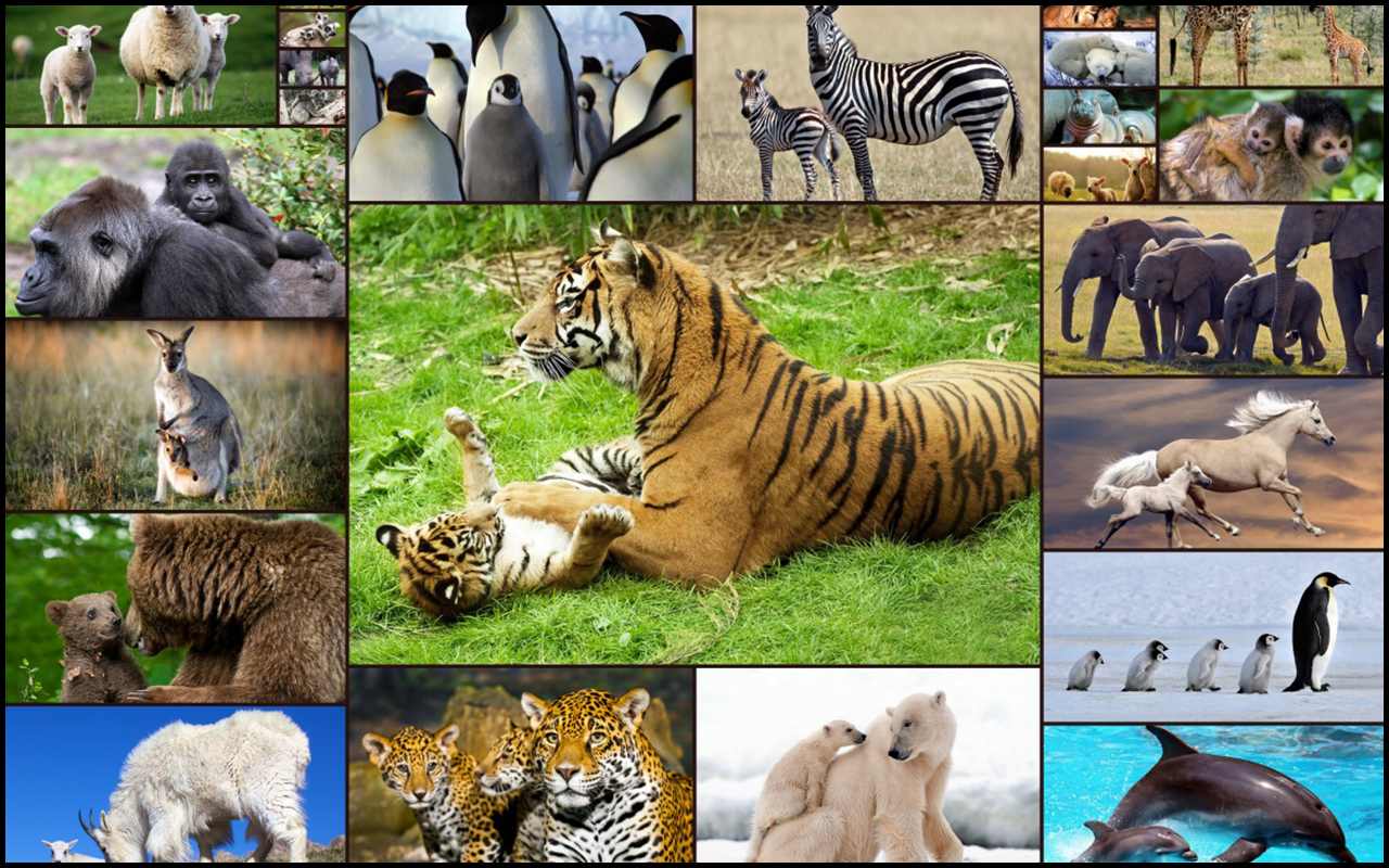 Cute Animal Puzzles for Kids - Fun and Educational Jigsaw Puzzle Game ...