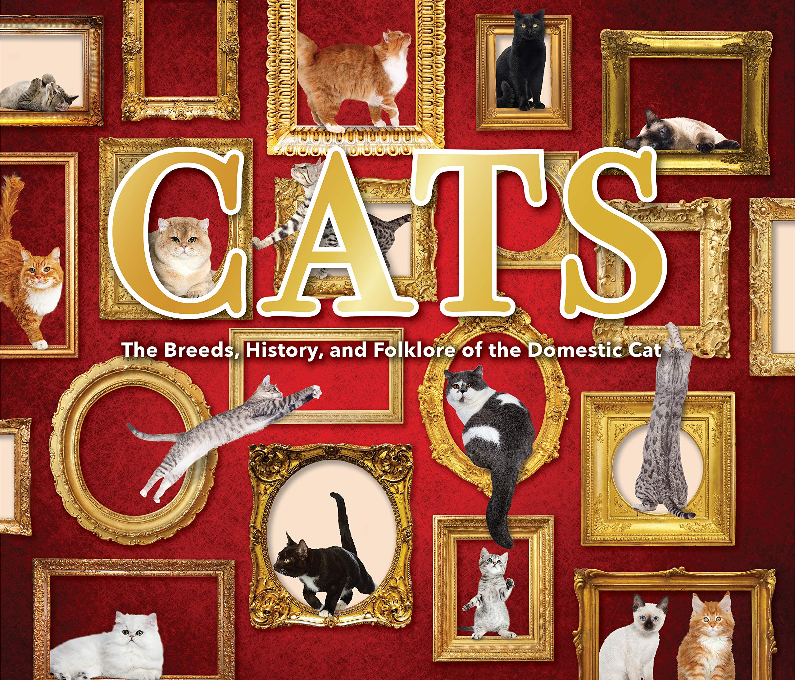 Cats History Class The Evolution Of House Cats | Scientific American