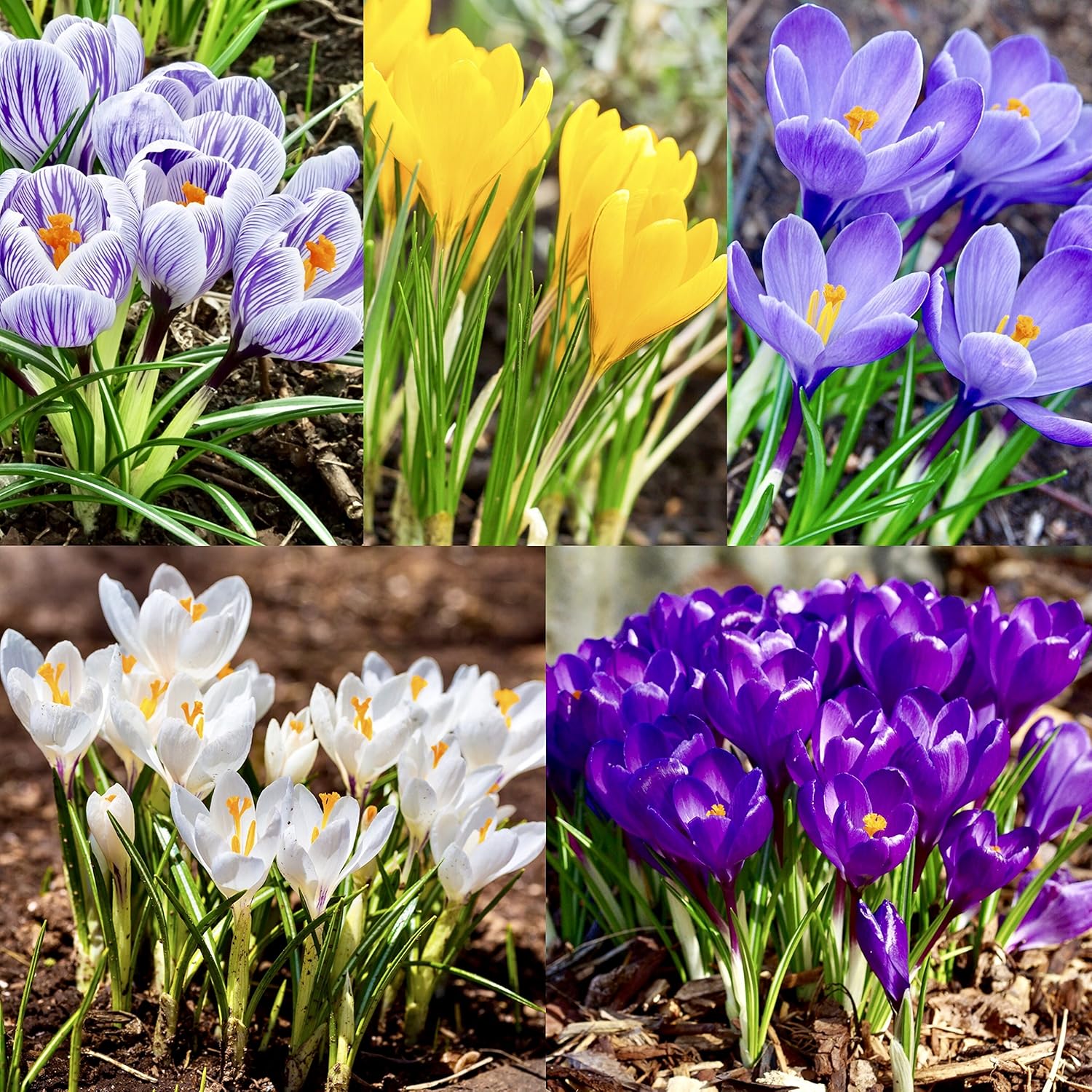 Woodland bulbs® 25 x Mixed Crocus Bulbs - Spring Flowering Bulbs ...