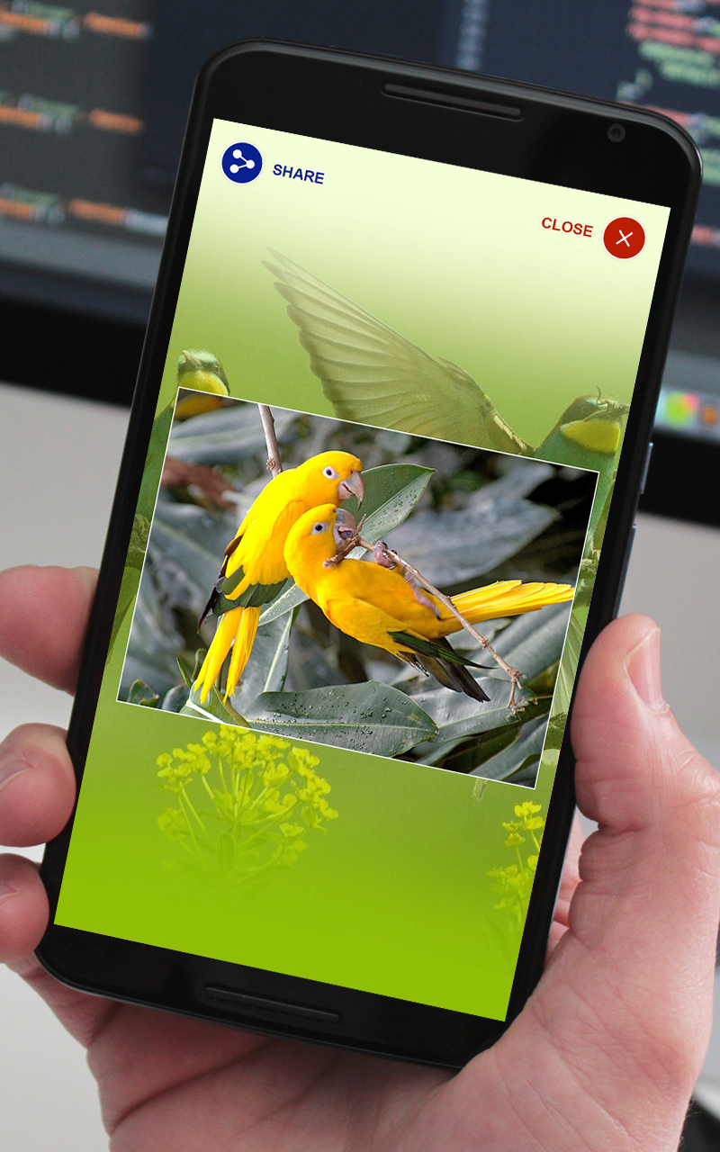 Love Birds Wallpapers - App on Amazon Appstore