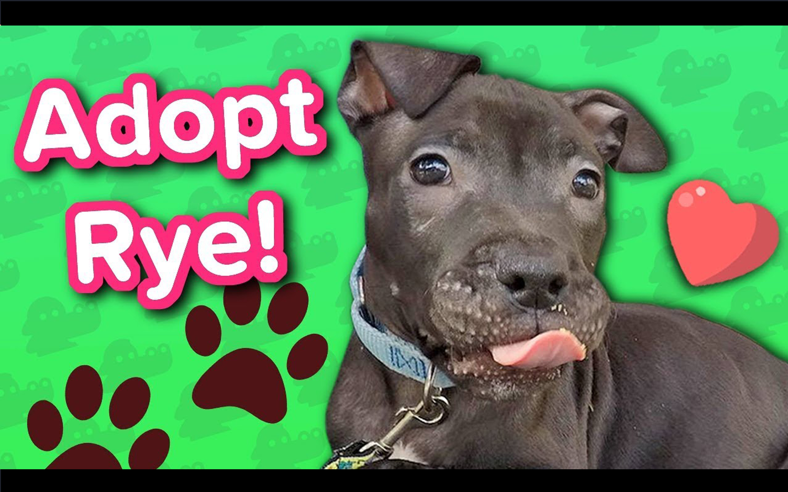 AFV Animals-Animal & Pet Video - App on Amazon Appstore