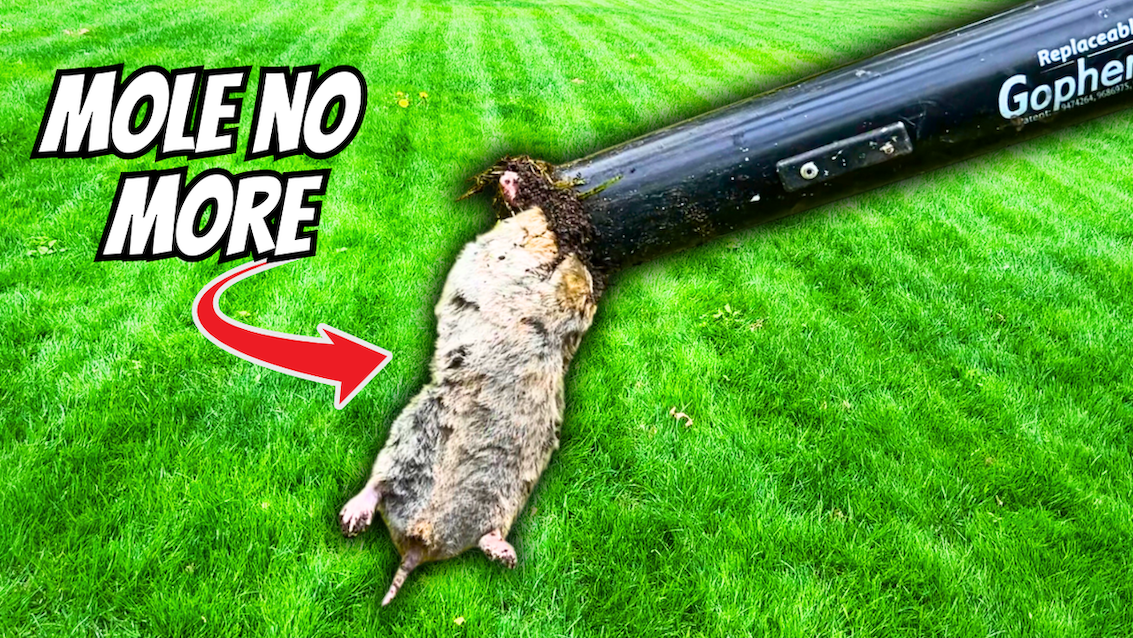 Watch Gopher Hawk Trap Worked for Me! on Amazon Live