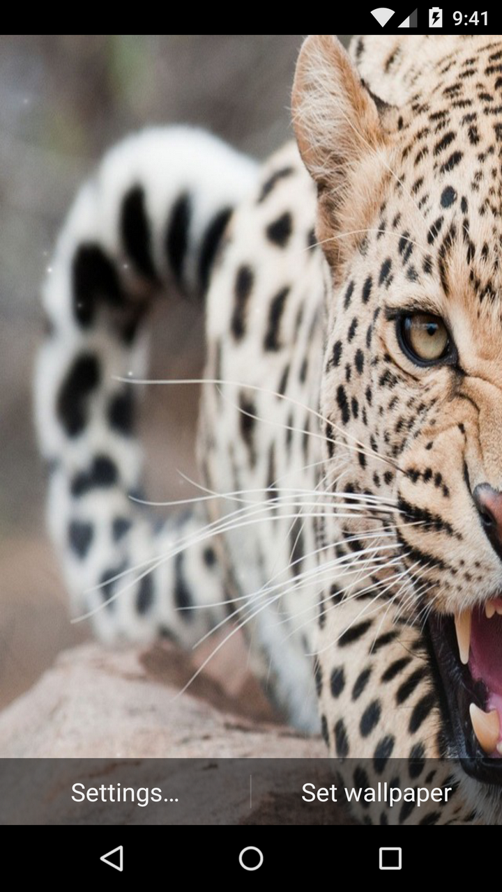 Leopard Wallpaper 1080p Related African Leopard Black Hd Desktop