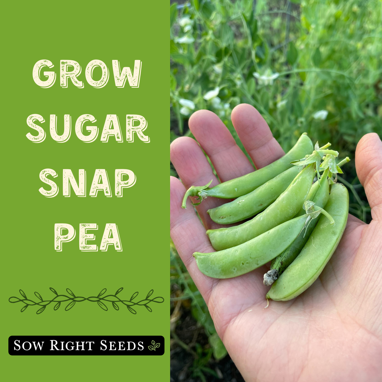 Growing Snap Peas From Seed Snap Pea Seeds Sugar Daddy | Sow True