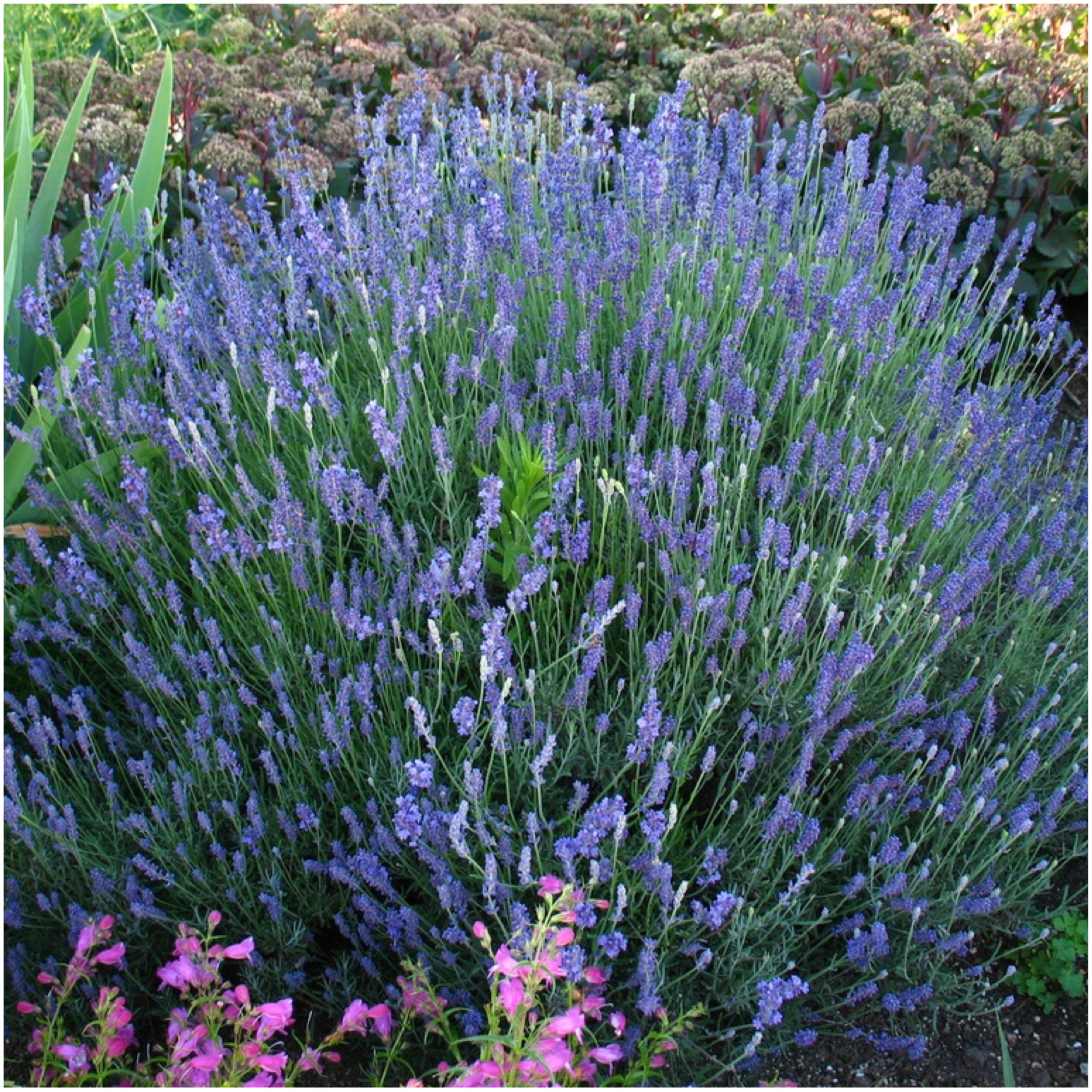 Hidcote Lavender Hedge
