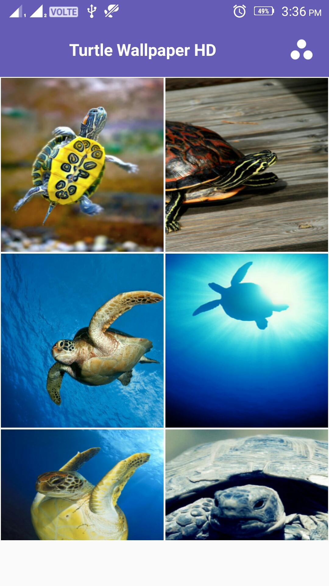 Turtle 4K Wallpaper - App on Amazon Appstore