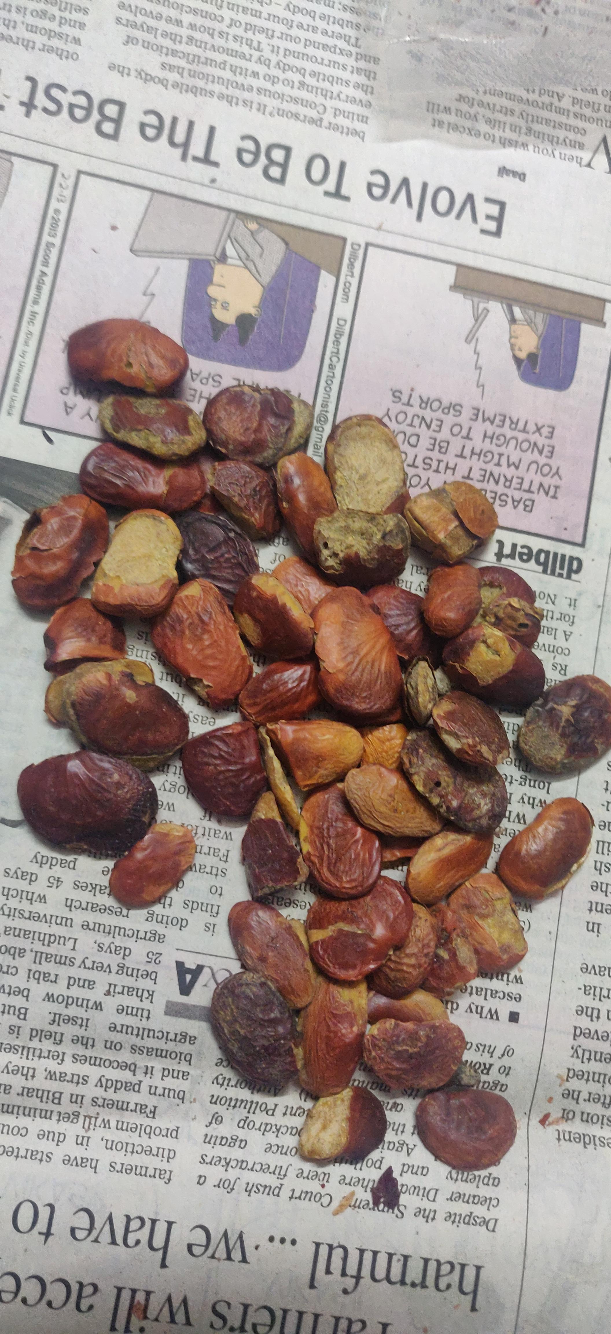 Pmw - Kanuga Seeds - Honge - Karanja - Pungai - Millettia Pinnata ...