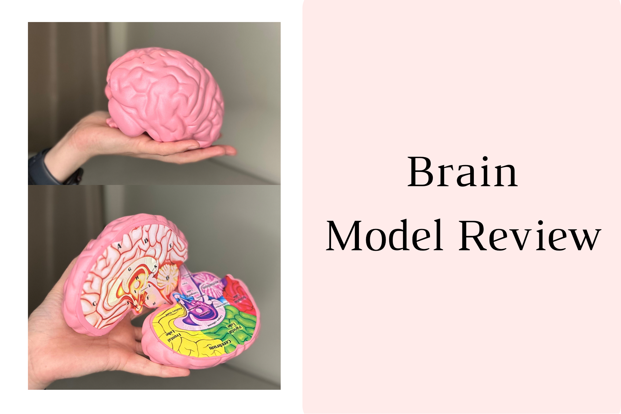 Watch Try This Magnetic Foam Brain Model! on Amazon Live