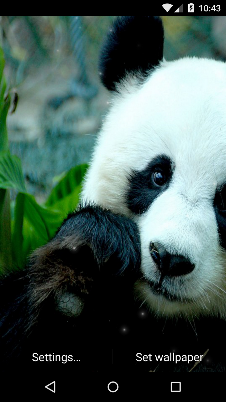 Panda Live Wallpapers Panda Wallpapers: Free HD Download [500+ HQ]