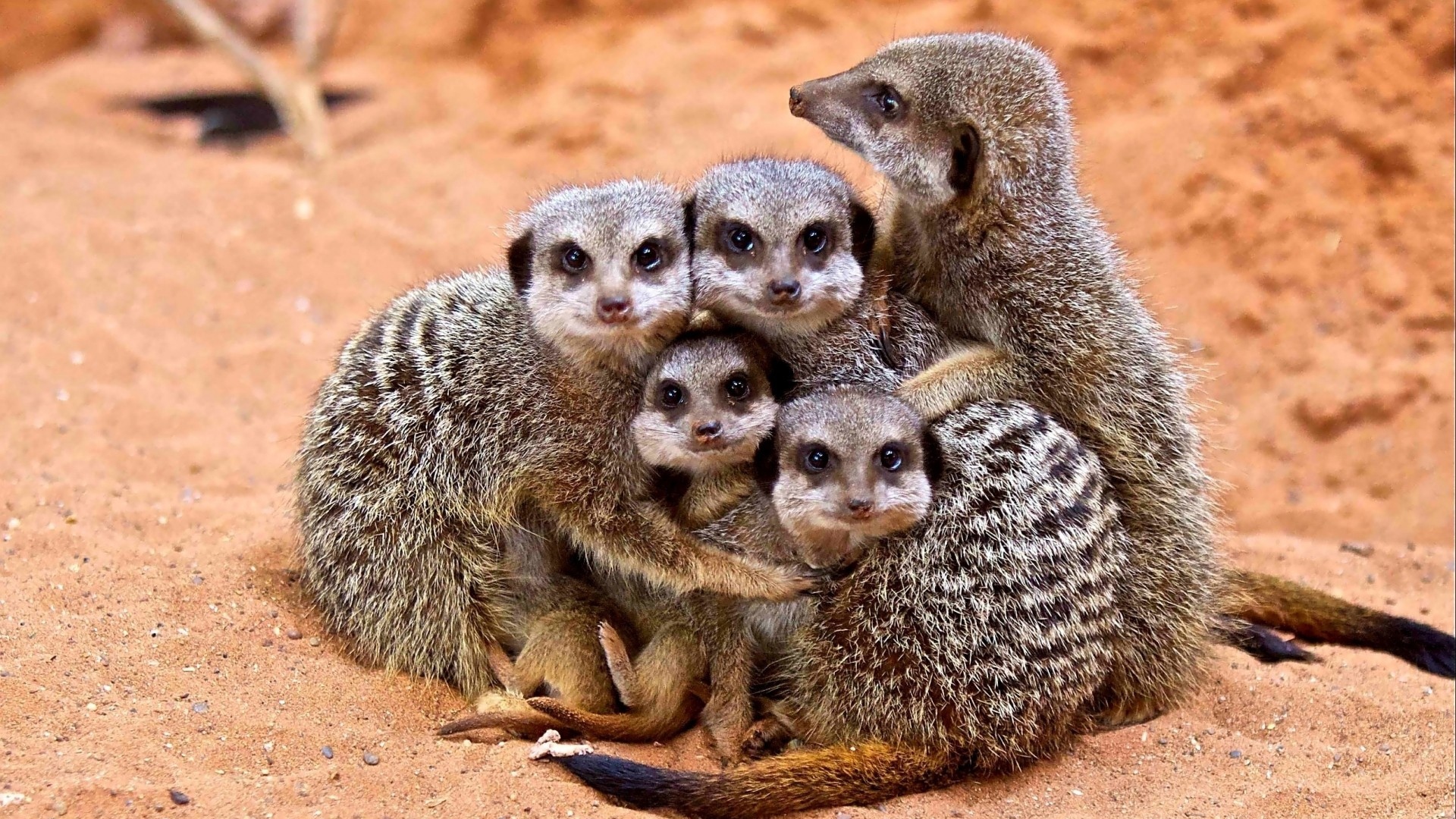 Meercat Cute Wallpapers - Aplicativo na Amazon Appstore