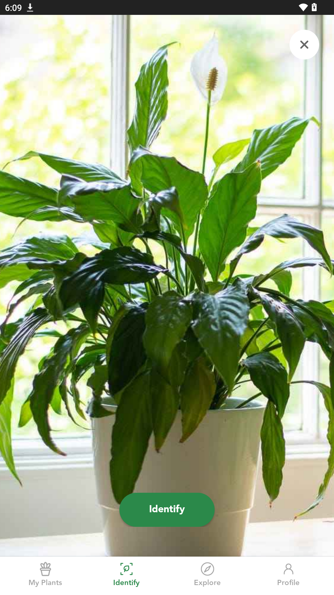 Plant Identifier & Scanner - Identify Plants, Care Tips, Disease ...