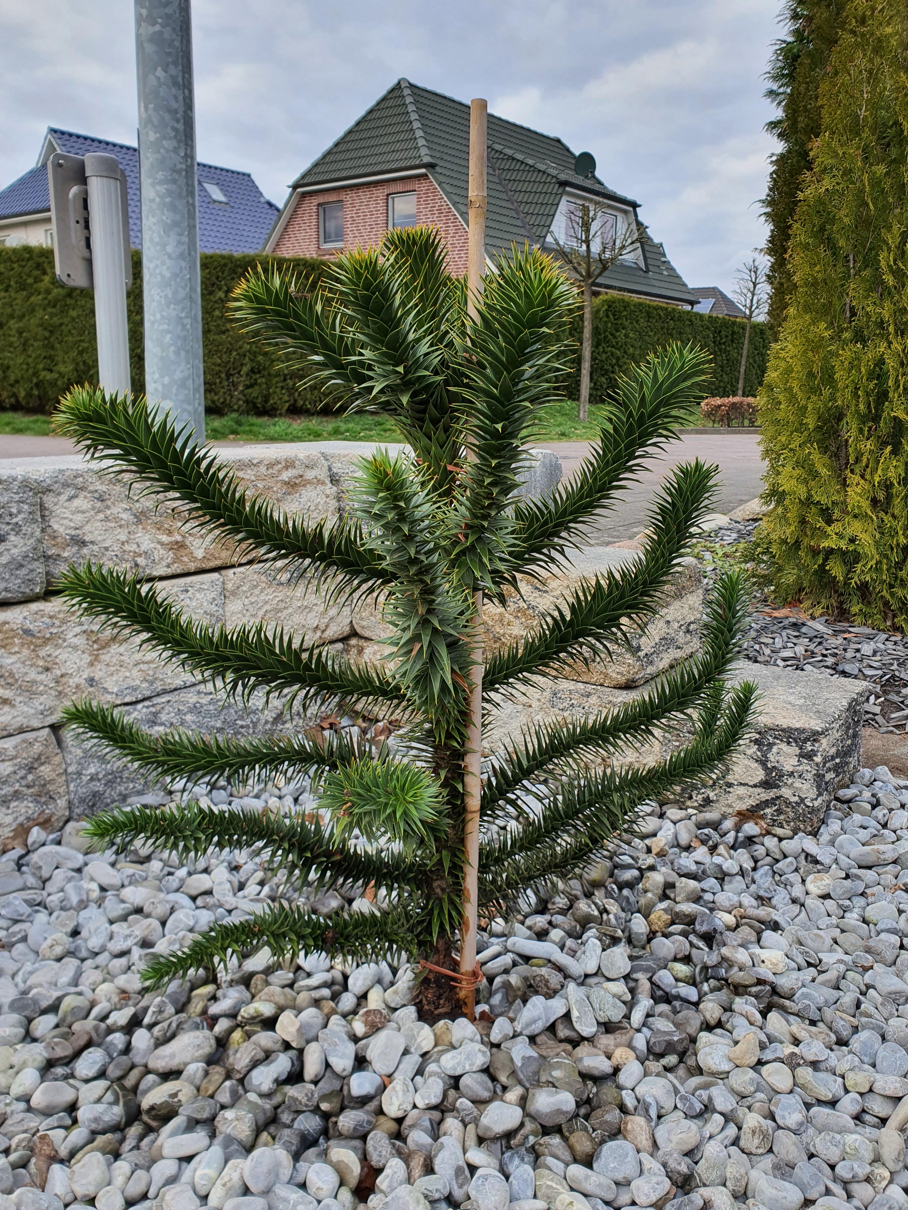 Affenbaum 150 Cm