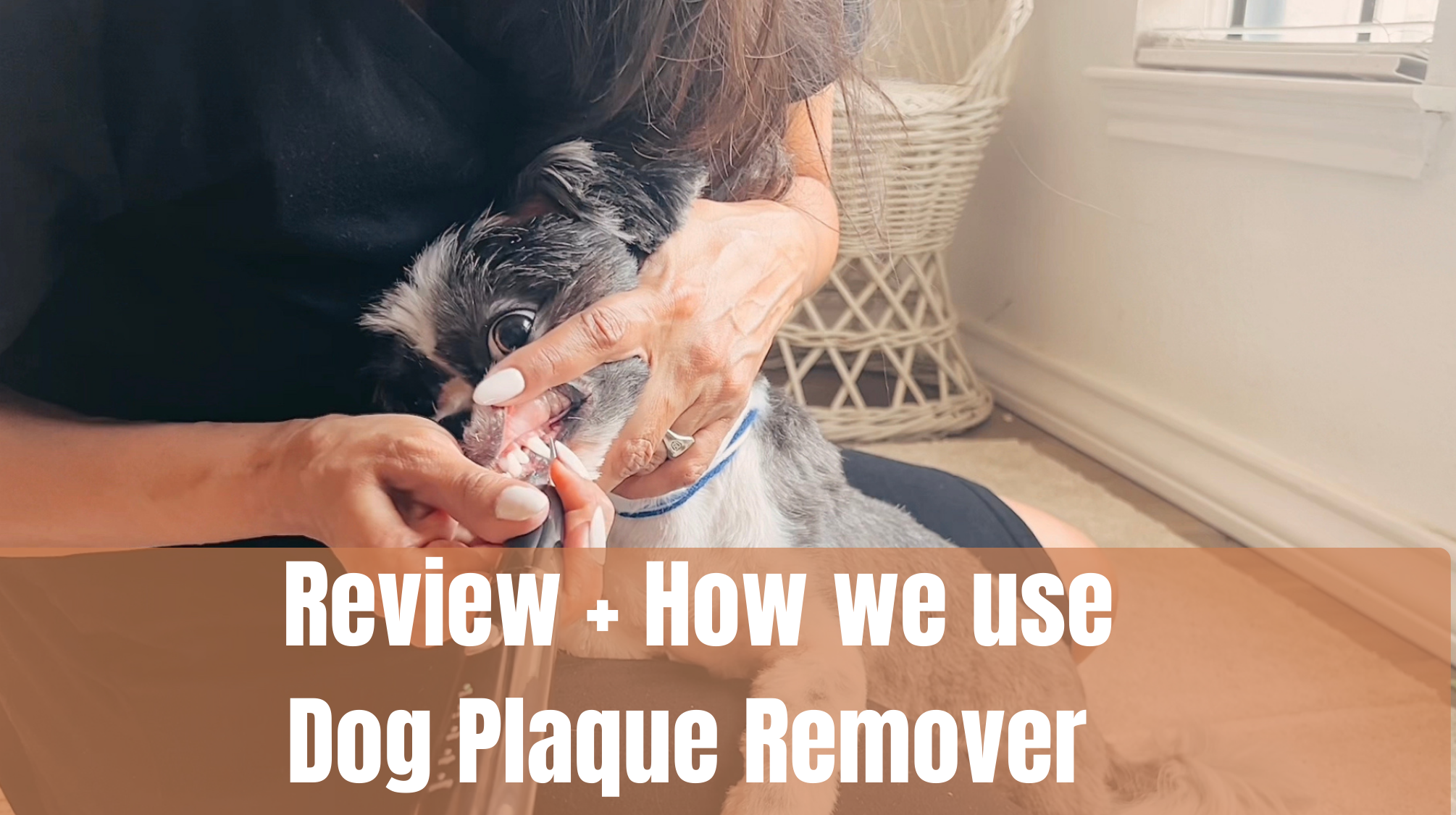 Watch Using the plaque remover on our dogs on Amazon Live