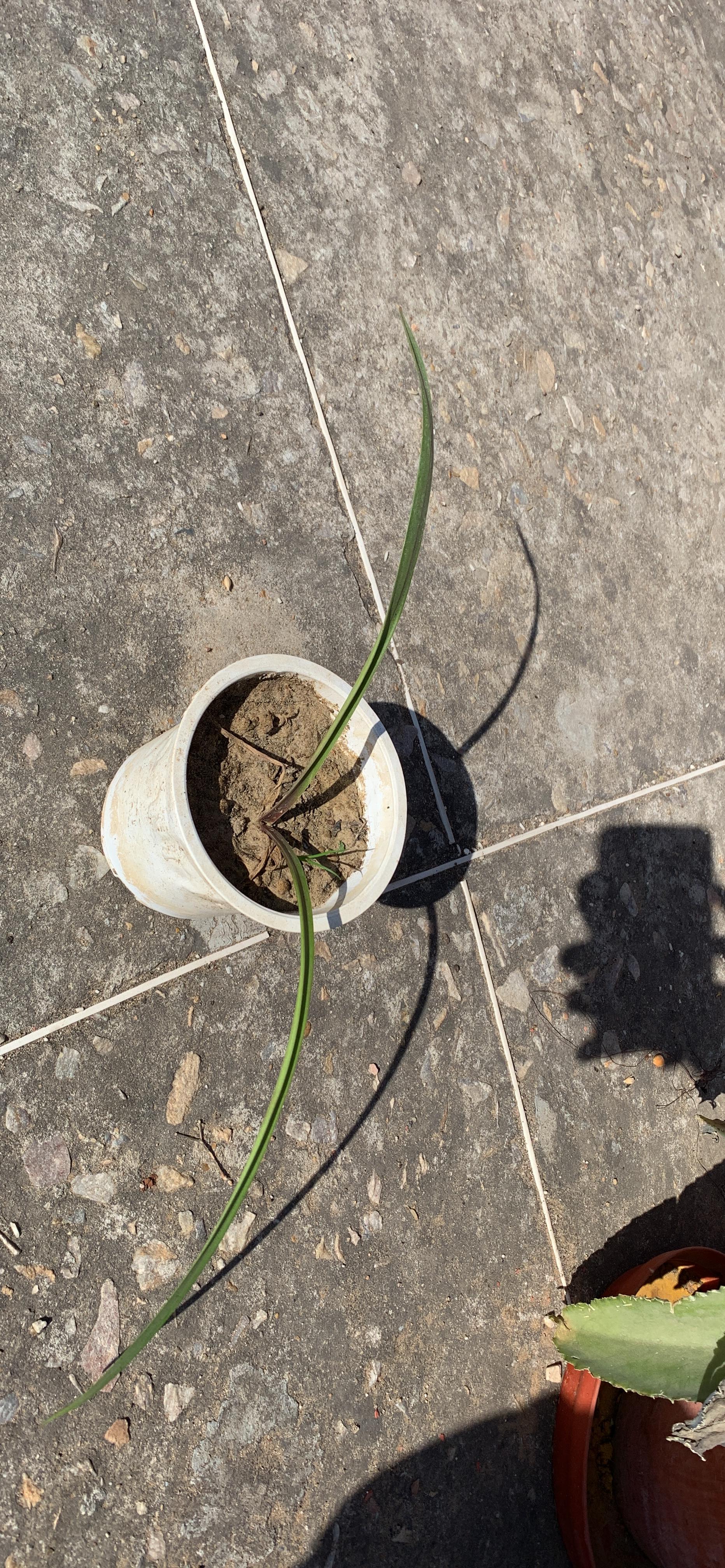 Modern Plants Live Kevda/Kewda/Pandanus Pygmaeus Plant With Pot ...