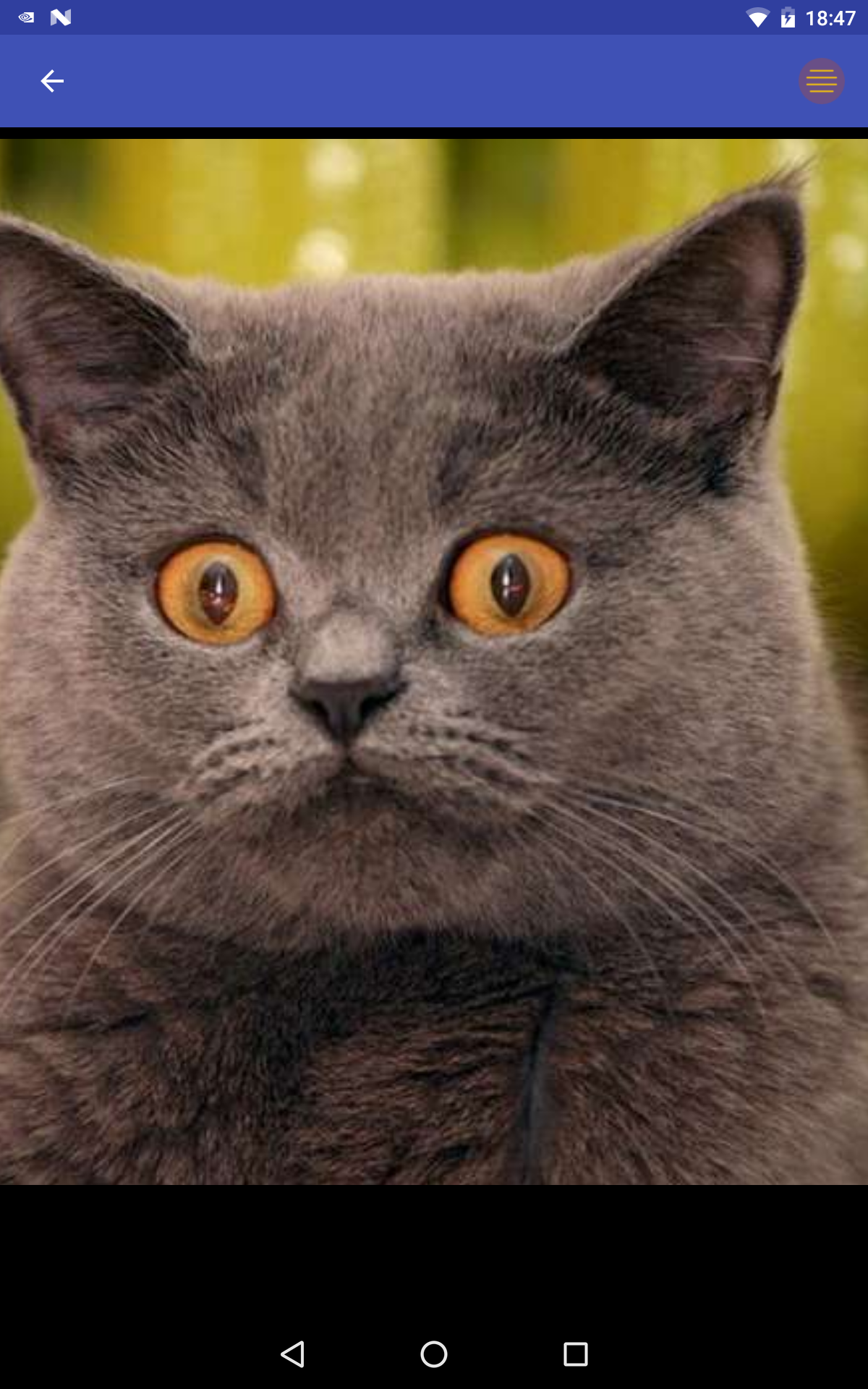 Cats Wallpapers - App on Amazon Appstore