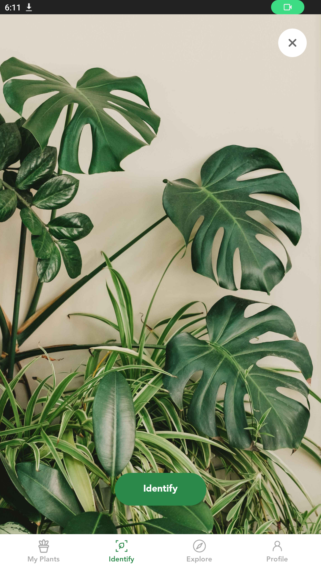 Help Me Identify My Plant The 10 Best Apps For Identifying Plants And