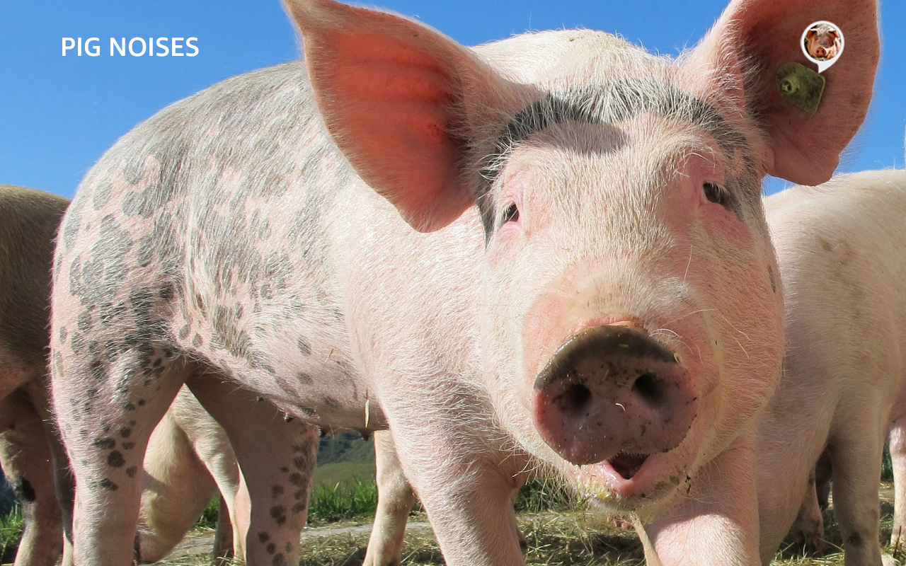 Amazon.in: Pig Noises : Alexa Skills