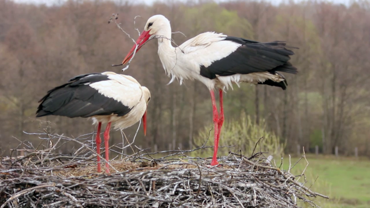 Video Touch - Vögel:Amazon.de:Appstore for Android