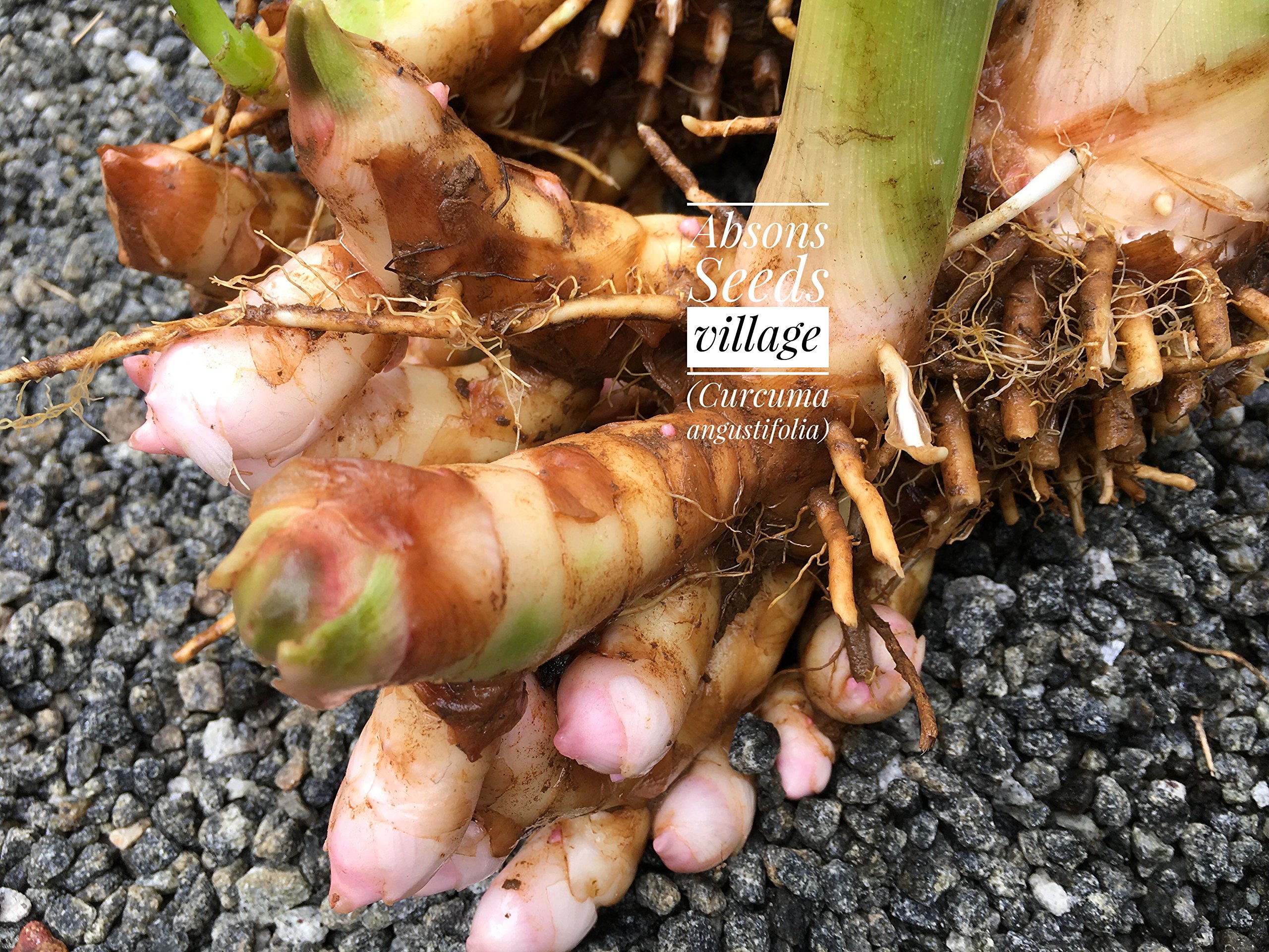 Seeds Village Curcuma Angustifolia Arrowroot Tikhur Koova 5 Live Plant ...