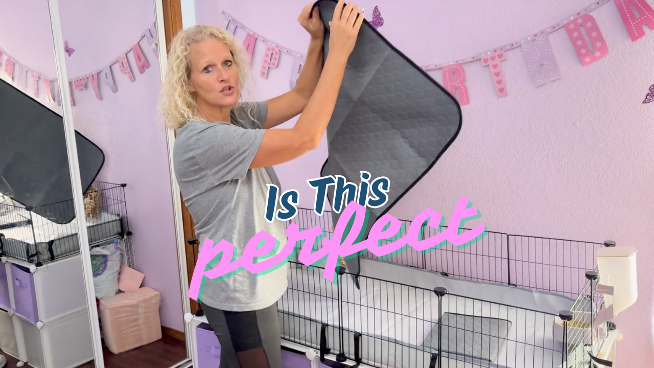 Watch Washable Guinea Pig Pee Pads Cage Liners on Amazon Live