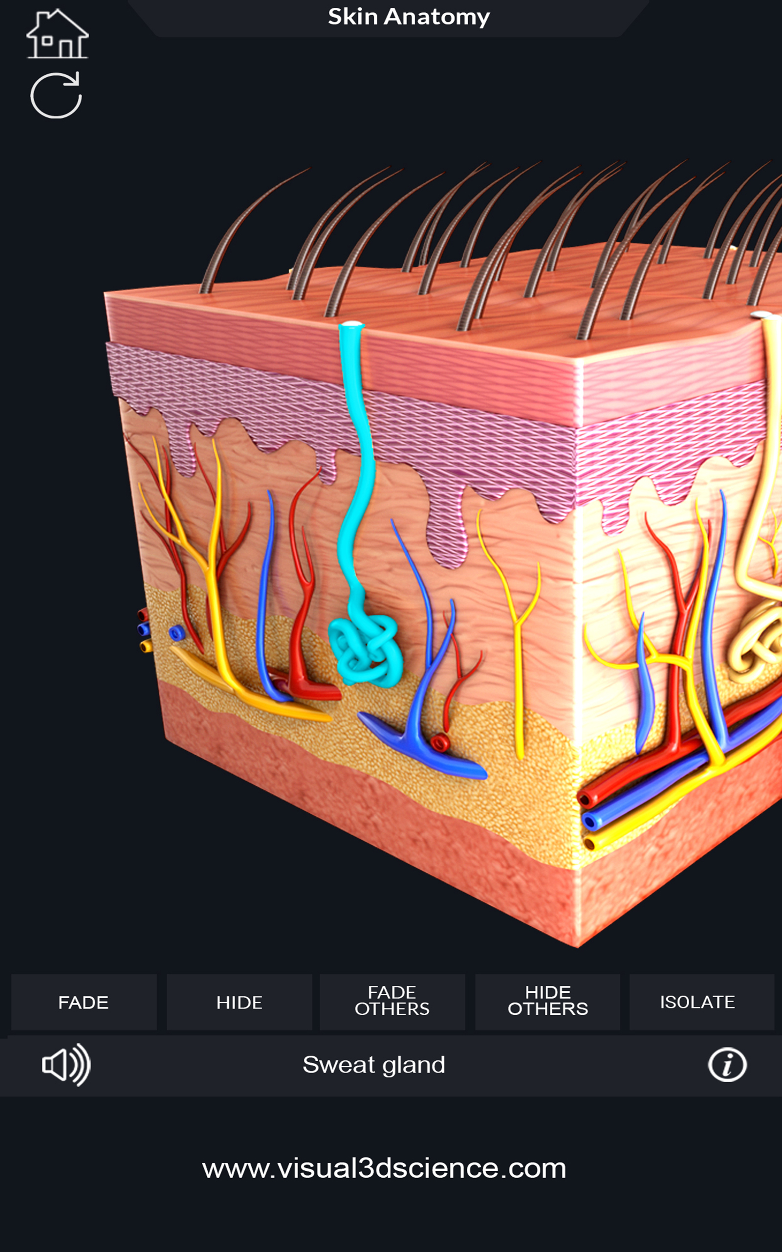 My Skin Anatomy - App on Amazon Appstore