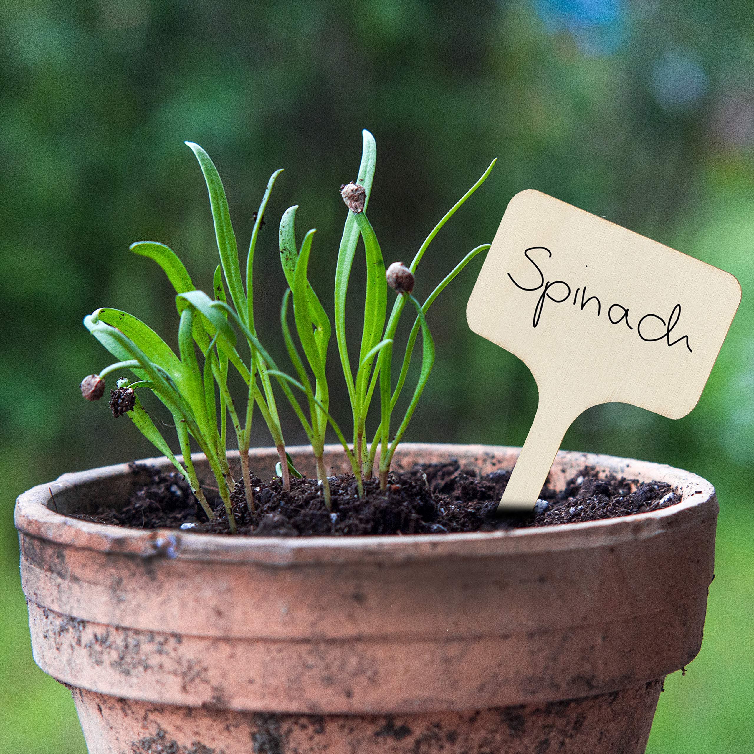 Snapklik.com : Plant Markers: 60 Wooden Plant Name Tags And Marker Pen ...