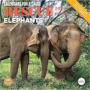 Amazon.com: 2024 Rescue Elephants Monthly Wall Calendar by Bright Day ...