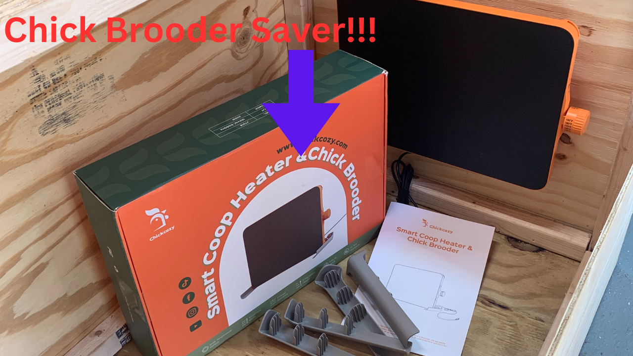 Watch Chick Cozy Smart Brooder Heater on Amazon Live