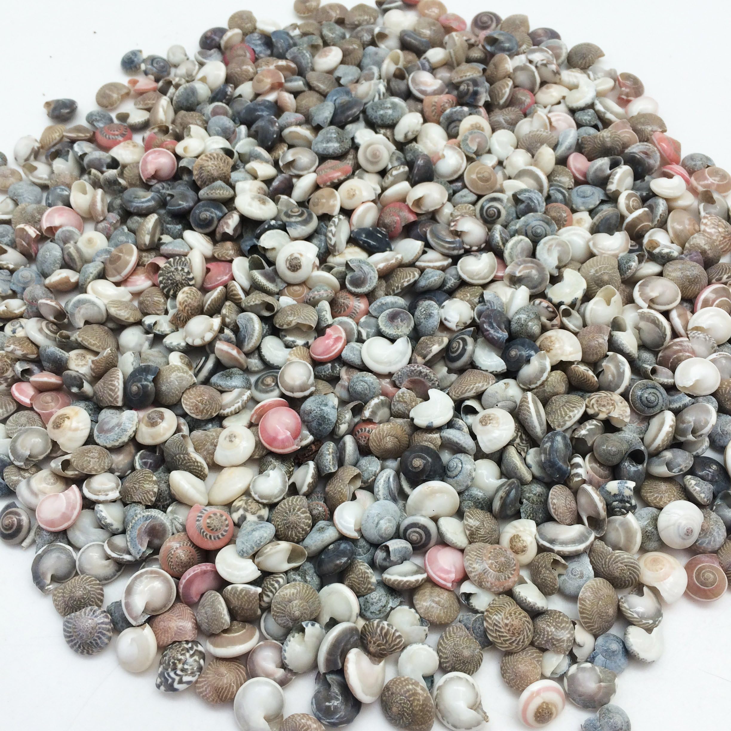 Amazon.com: FSG - 8 oz (800+) Tiny Indian Ocean Shell Mix Mini Shells 1 ...