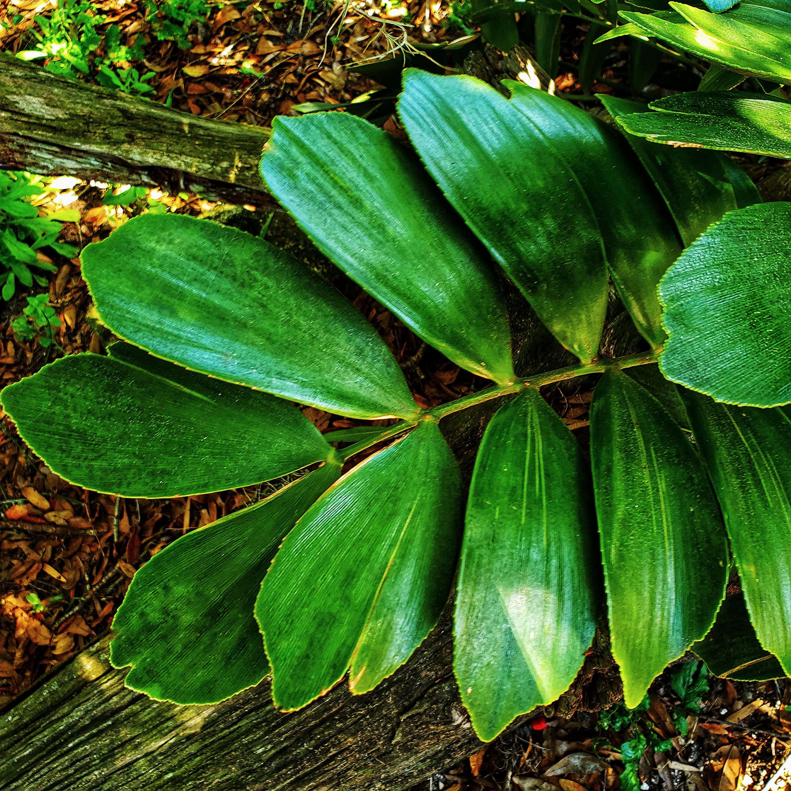 Prehistoric Tropical Plants