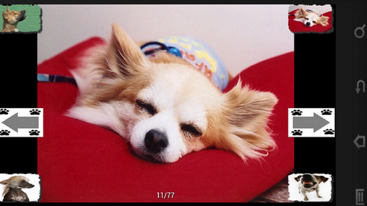 Dog Photo Sound Collection - App on the Amazon Appstore