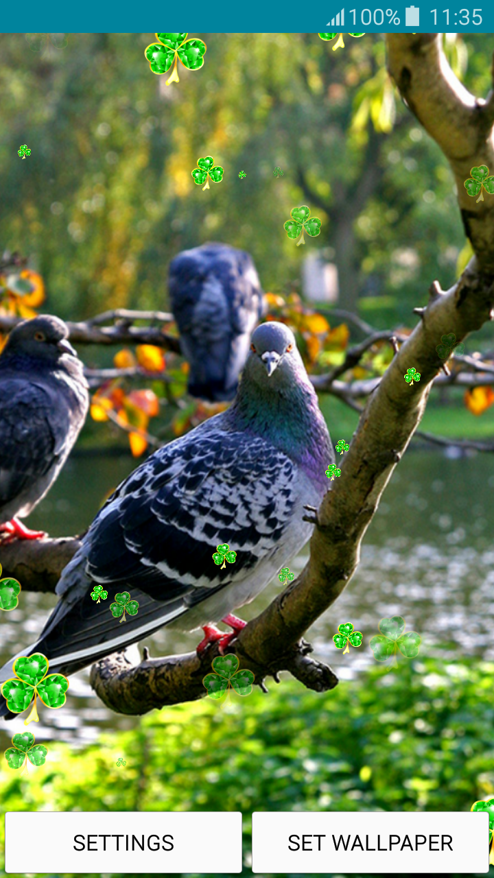 Live Wallpapers – Doves - App on Amazon Appstore