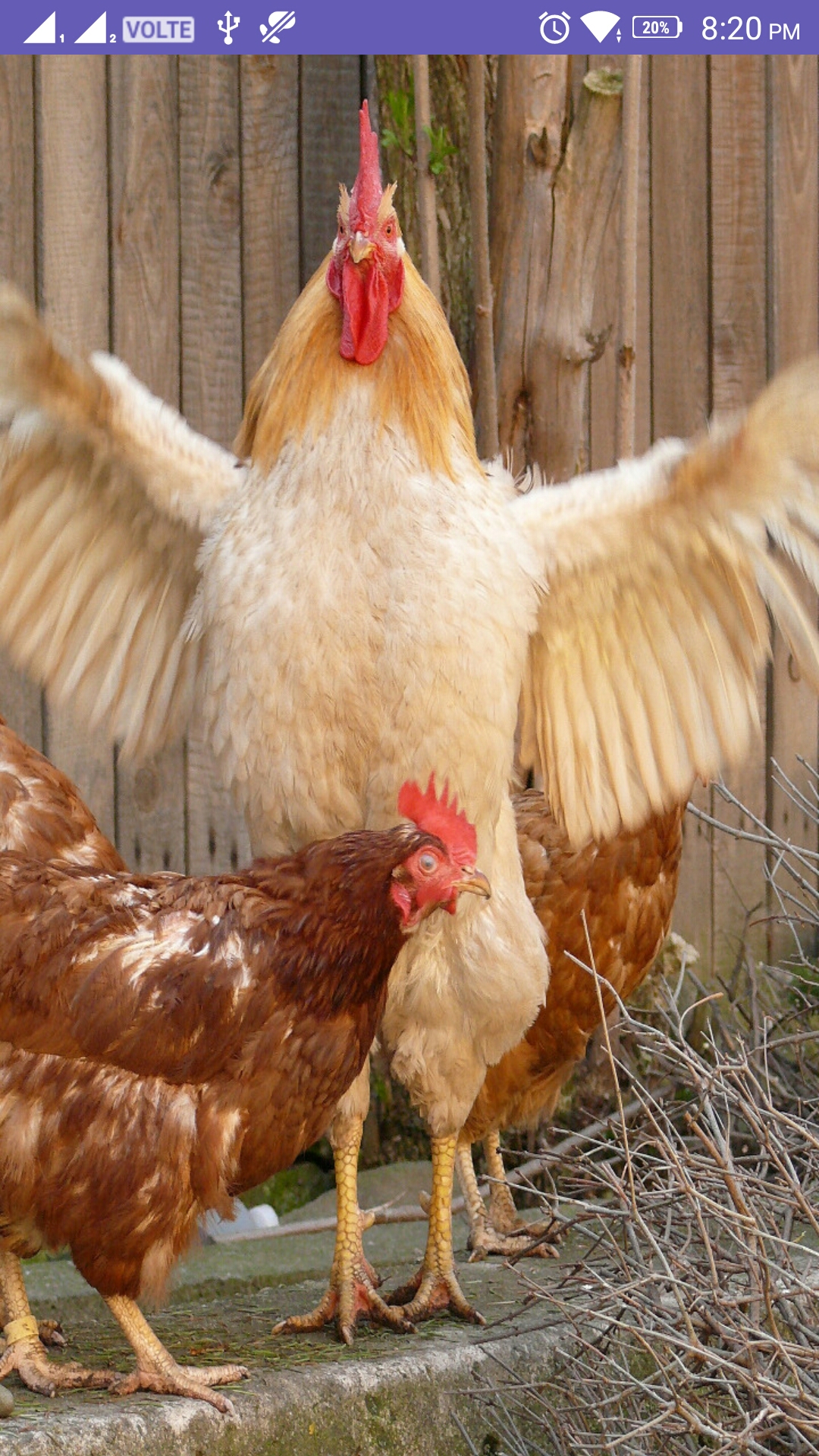 Rooster 4k Wallpaper - App on Amazon Appstore