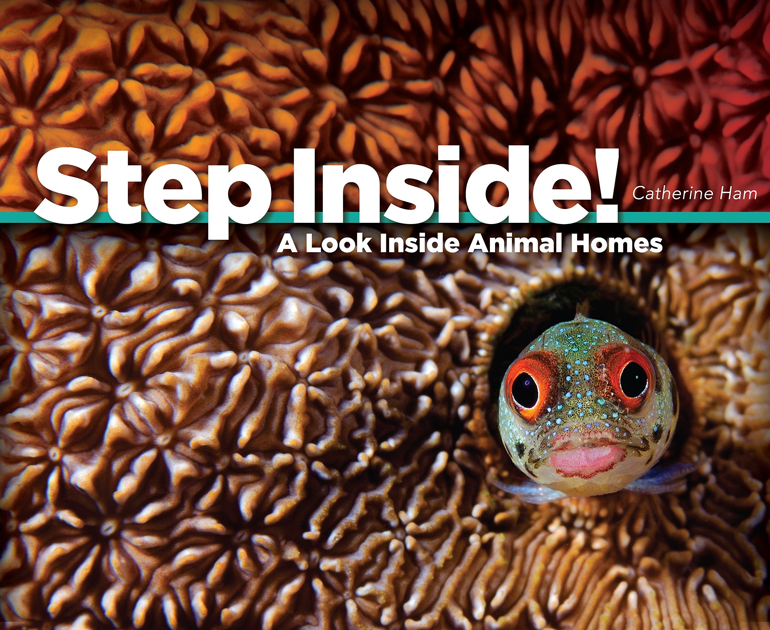 Buy Step Inside!: A Look Inside Animal Homes Online at desertcartINDIA
