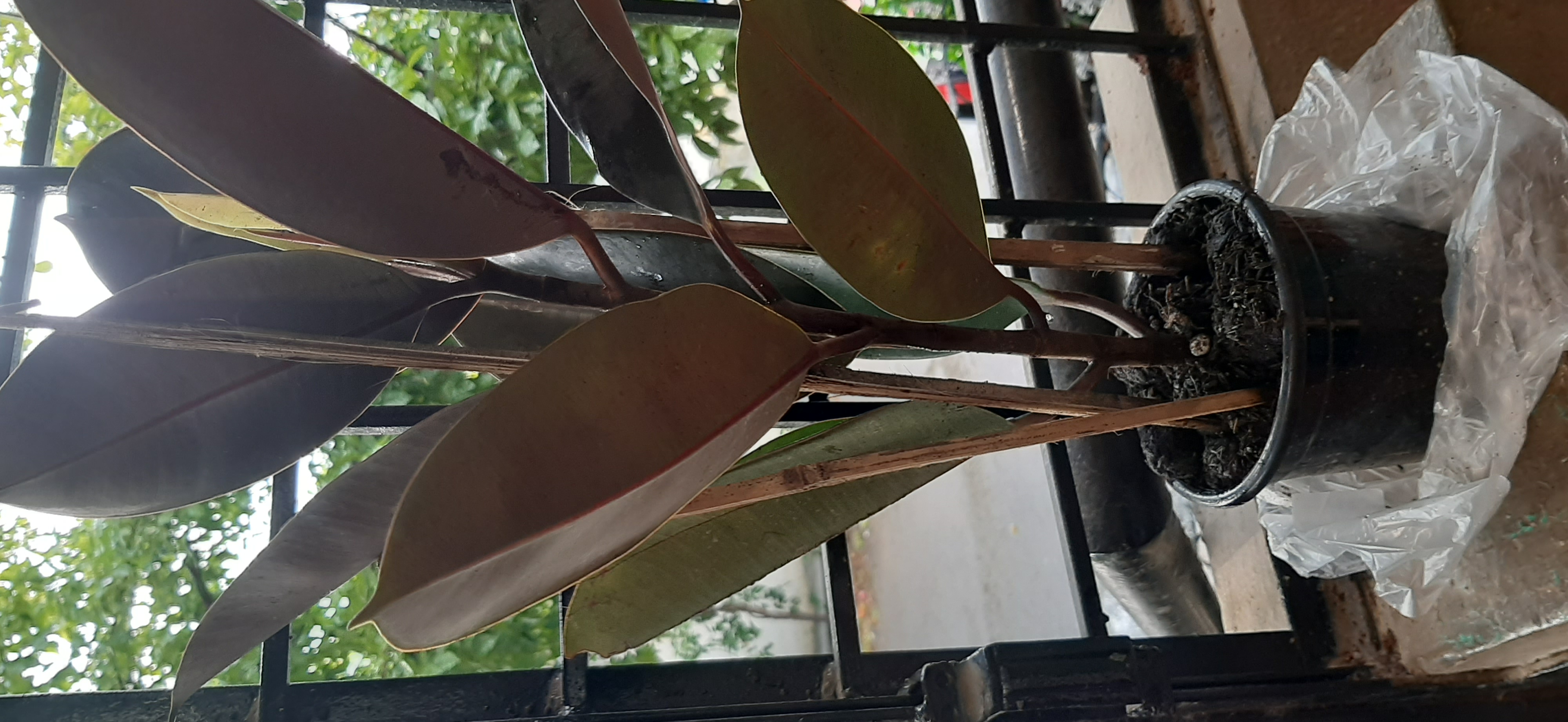 SIAM GARDEN Ficus Elastica Rubber Fig Indoor Live Plant : Amazon.in ...