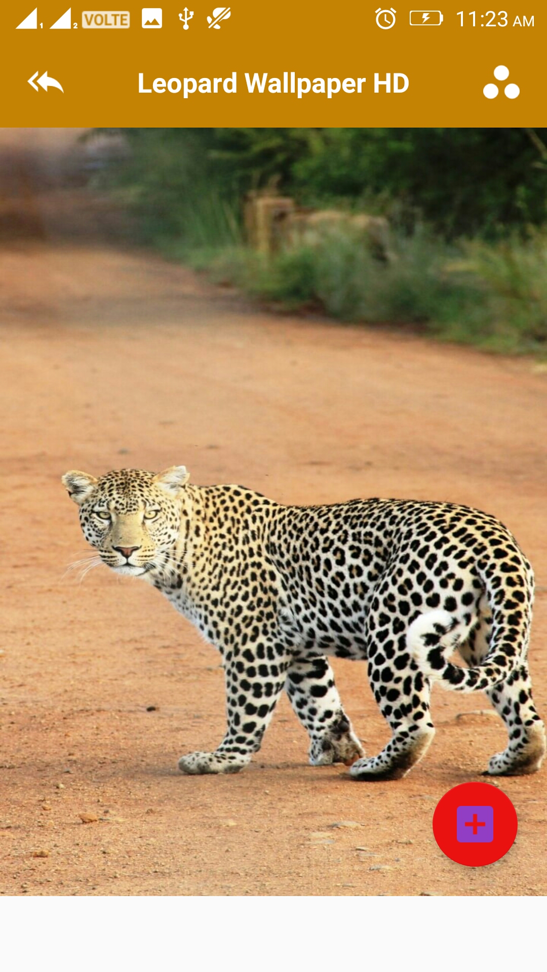Leopard 4K Wallpaper - App on Amazon Appstore