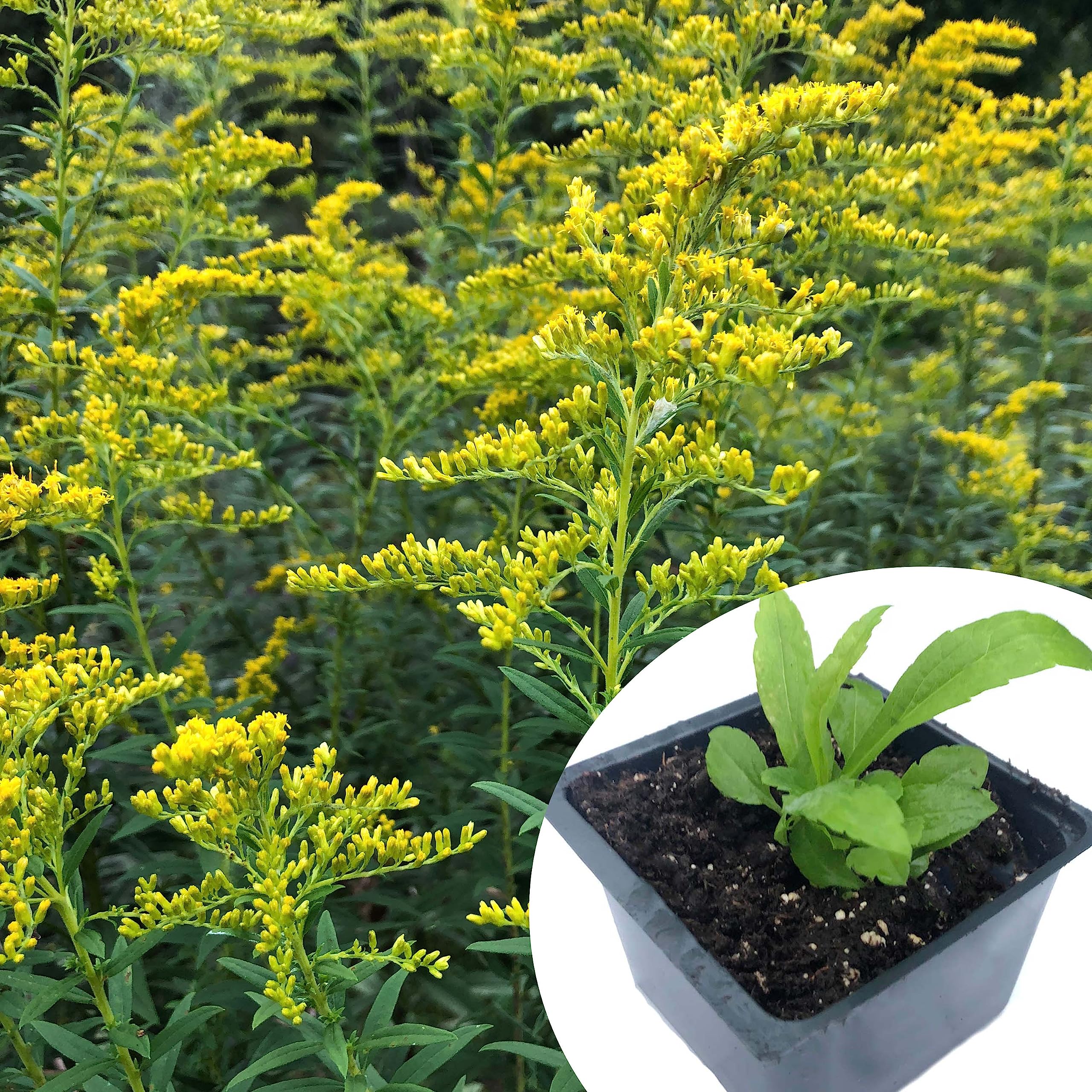 Goldenrod Plant