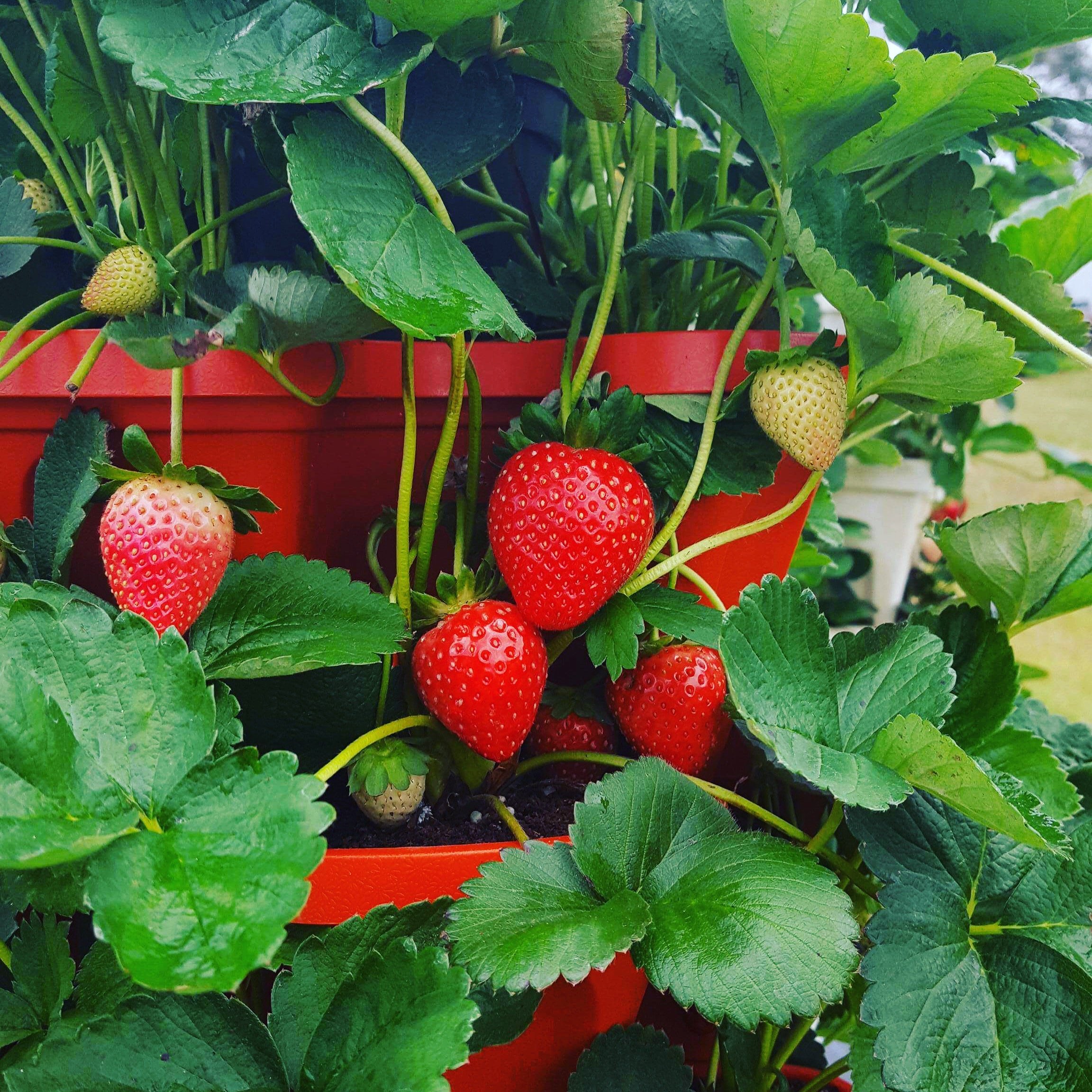Vertical Strawberry Growing Containers Extra Large Vertical Strawberry