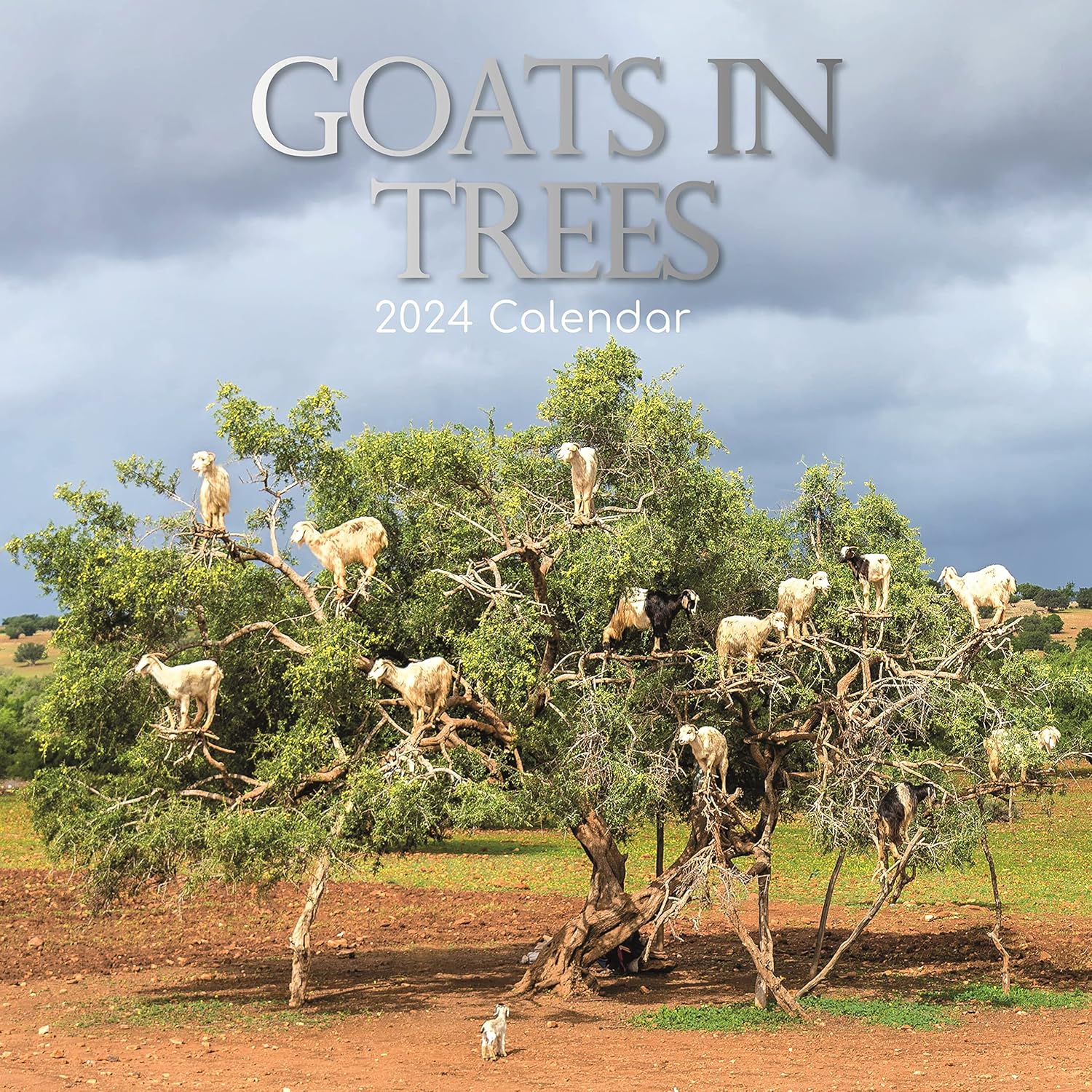 Wall Calendar 2024 - Goats in Trees, 30 x 30 CM Monthly View, 16-Month ...