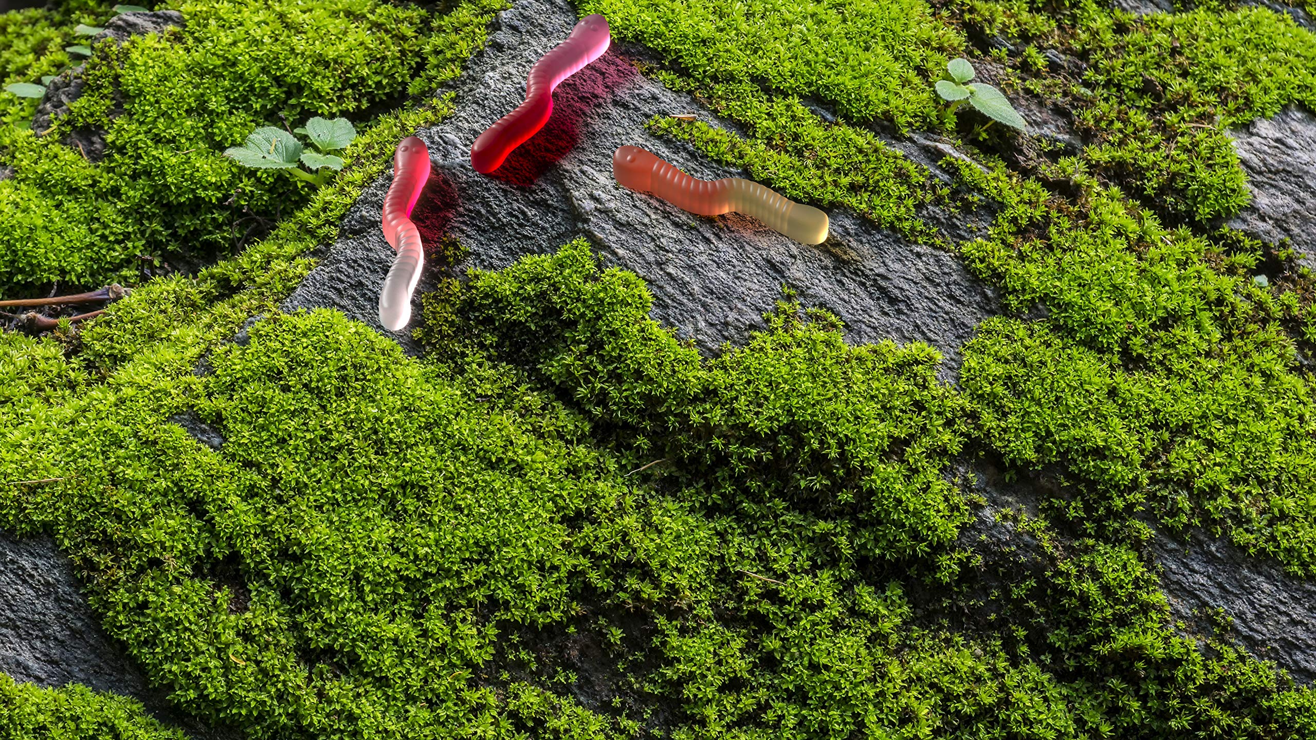 Buy Black Forest Organic Gummy Worms Candy, 4 Oz Bag Online at ...