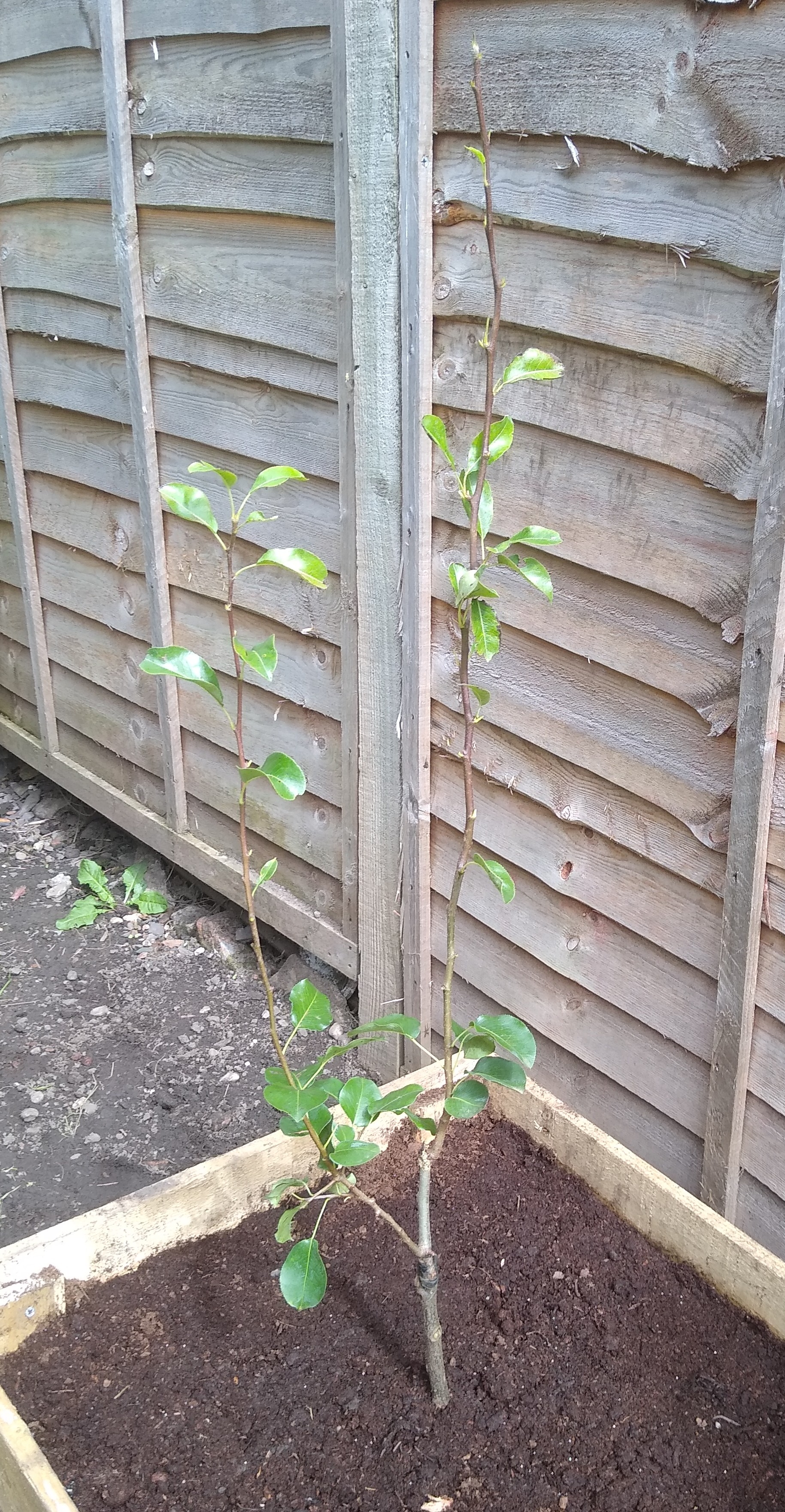 Dwarf Patio Conference Pear Tree, in a 5L Pot, Miniature & Self-Fertile ...
