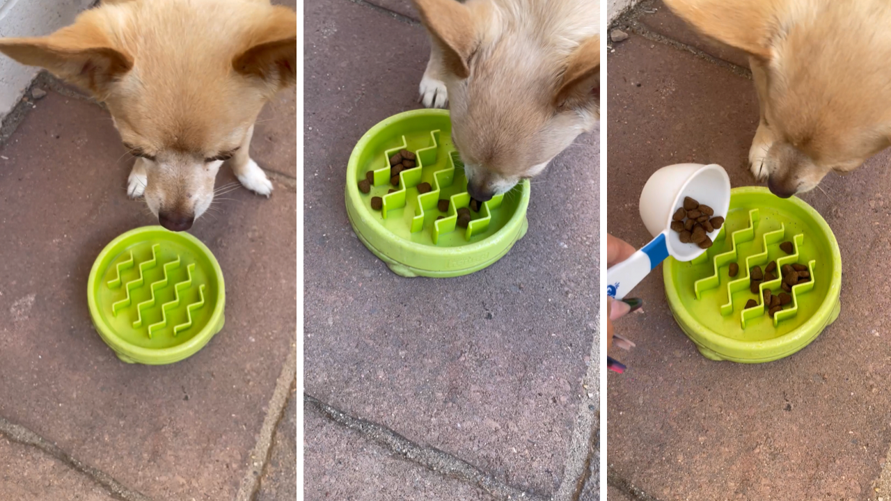 Watch great for small dogs on Amazon Live