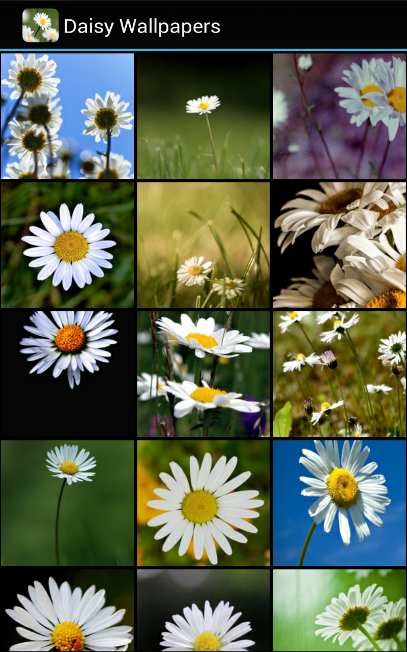 Daisy Wallpapers - App on the Amazon Appstore