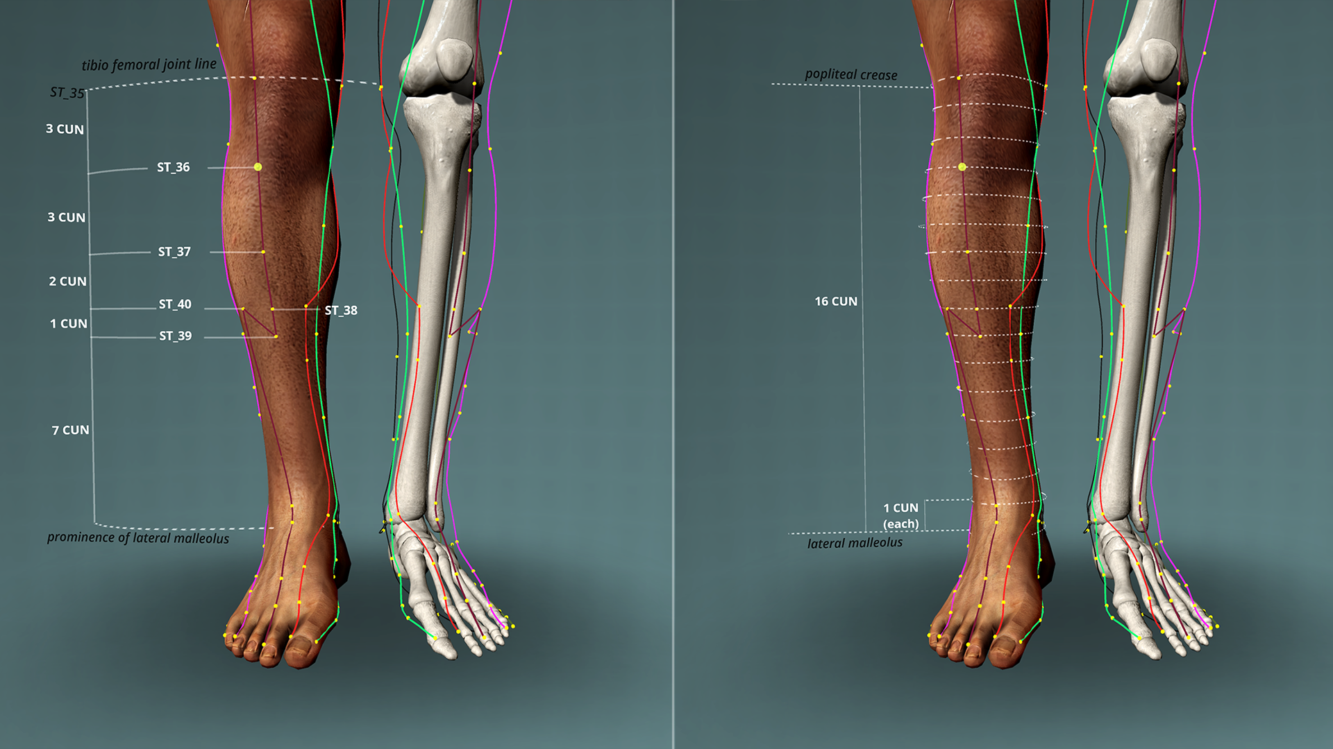 Visual Acupuncture 3D - Human - App on Amazon Appstore