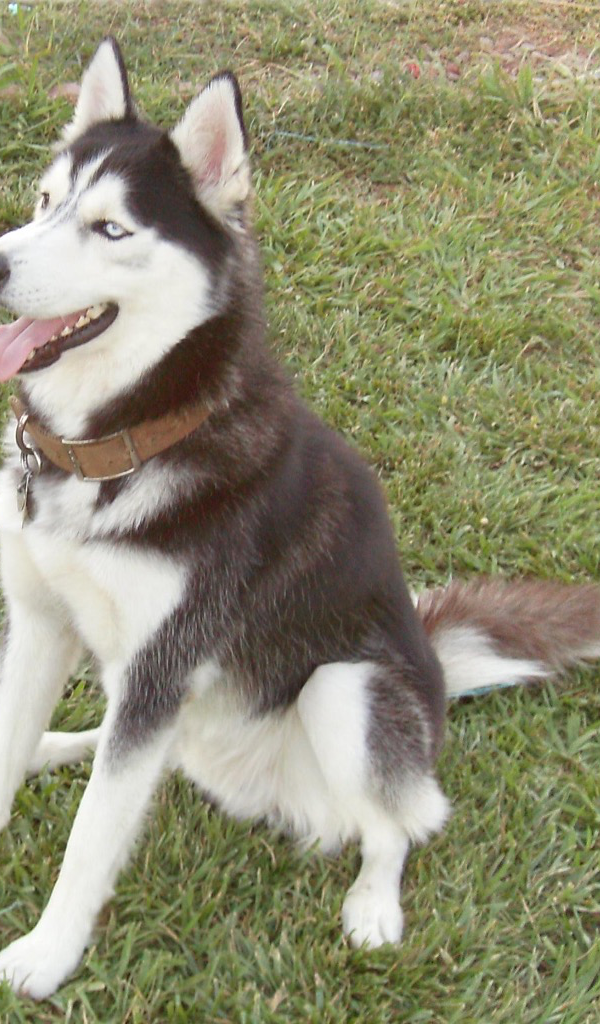 Husky Wallpaper -- HD Wallpapers of Husky! - App on Amazon Appstore