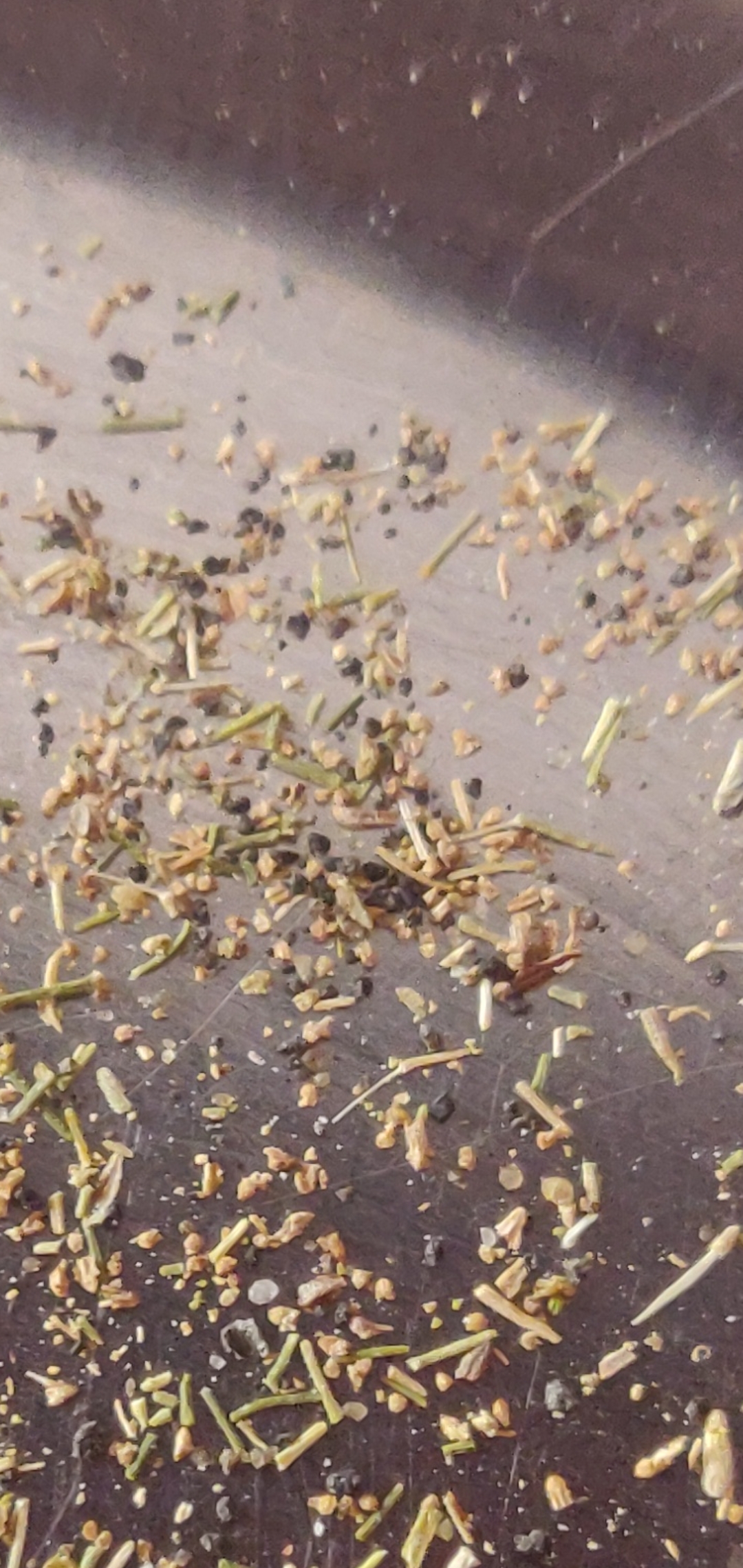 Organature Fresh Whole Ajwain 850g | Carom Seeds | Ajamo | Ajwain Seeds ...