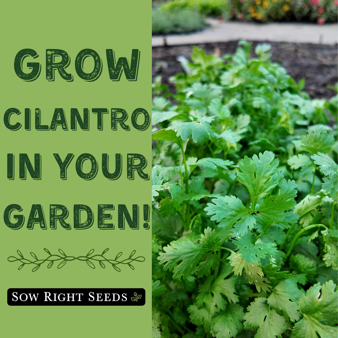 Watch Try Growing Cilantro! - Heirloom Herb Seeds for Planting on ...