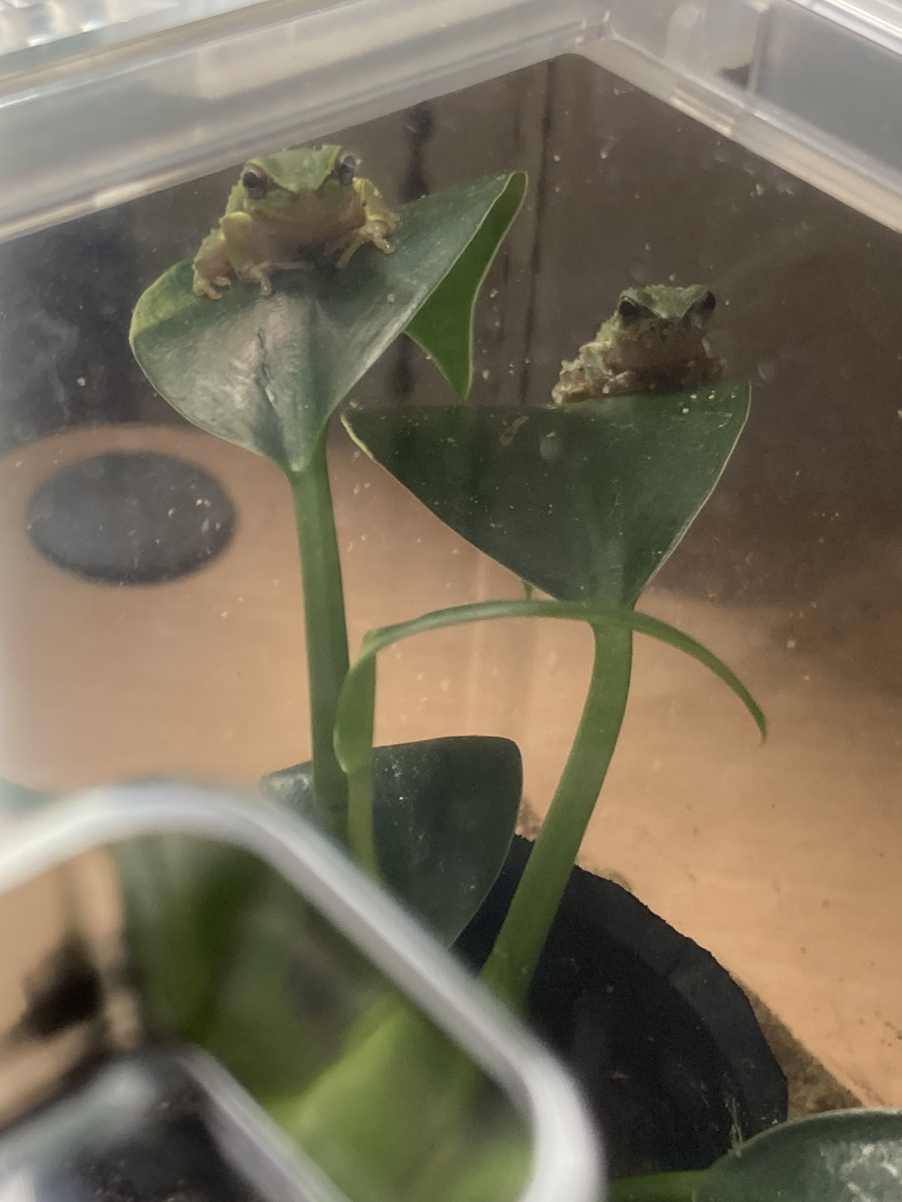 Amazon | GEX AQUA SAND 水洗い不要 天然砂 ナチュラルパウダー 500ml | ジェックス | 底床 通販