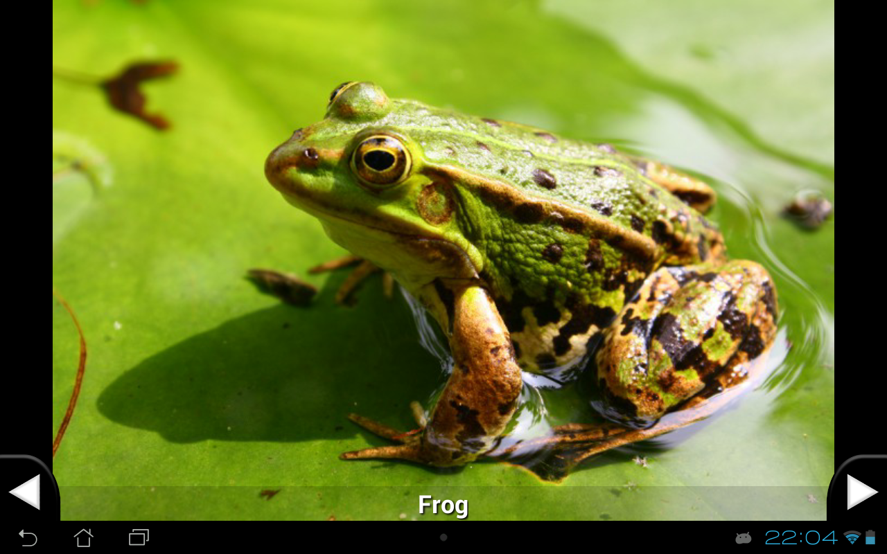 Toddler animal sounds - App on the Amazon Appstore